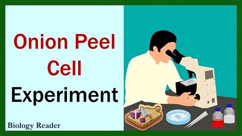 Onion Peel Cell Experiment Procedure Youtube