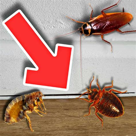 Insectes D Humidite Dans La Maison Ventana Blog