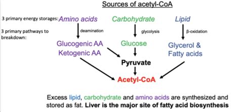 Lipid Metabolism Flashcards Quizlet