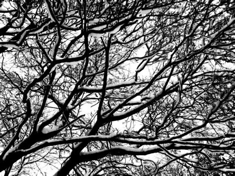 Kostenlose Foto Baum Ast Schwarz Und Wei Blatt Sneaker Park