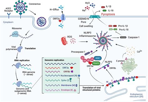 Frontiers The Inflammasome In Times Of COVID 19