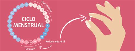 Qu Es El Moco Cervical Y Para Qu Sirve Enna