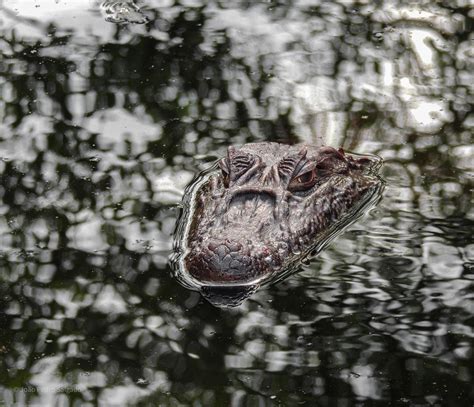 Biodiversidade Brasileira on Twitter Jacaré do pantanal Caiman