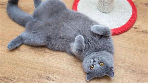 Primero Te Invita A Hacerlo Luego No Se Deja Tocar Por Eso El Gato