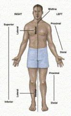 Directional Terms Anatomy Practice Quiz