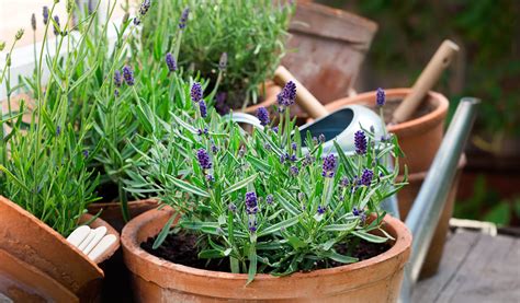 Comment réussir la culture de la lavande en pot Jardiland