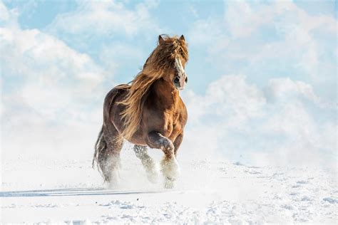 LE PLUS GRAND CHEVAL DU MONDE TOP 10 Des PLUS GRANDES RACES DE CHEVAL