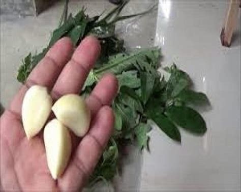Cara Membuat Insektisida Alami Untuk Hama Serangga Website Kalurahan