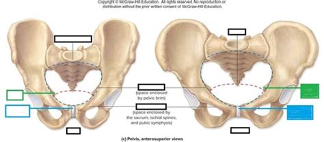 Lecture Osteology And Arthrology Of Pelvis And Hip Flashcards Quizlet