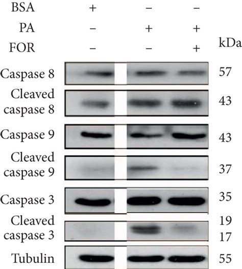 Upregulation Of CFTR Restored Mitochondrial Membrane Potential And
