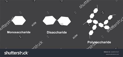 Scientific Designing Differences Between Monosaccharide Disaccharide