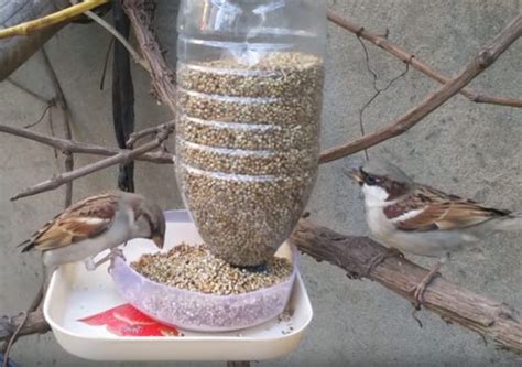 Haz un Comedero para Pájaros casero con botellas recicladas fácil