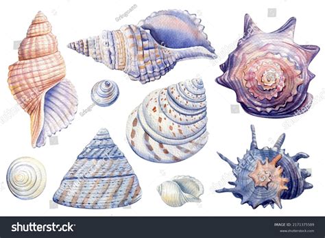 63 972 Seashells Hand Images Stock Photos Vectors Shutterstock
