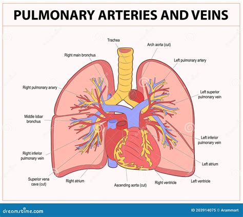 Pulmonary Arteries And Veins Stock Vector Illustration Of Education