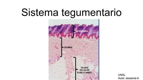 SOLUTION Banco De Preguntas Y Respuestas Sistema Tegumentario Y