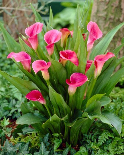 Colorful Jumbo Calla Lily Mix 6 Pc R428159 Shop