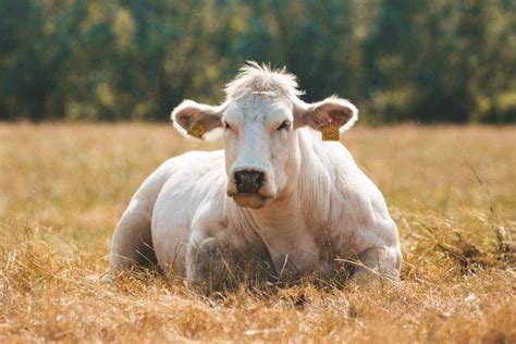 Different Types Of Cows From Around The World Chart Nayturr
