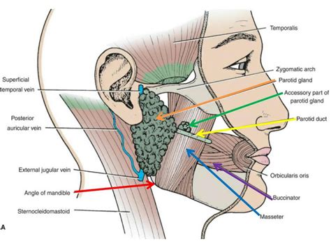 Solution Parotid Gland Muscles Of Mastication Studypool