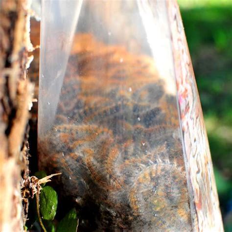 Chenille processionnaire du pin piégeage Jardipartage