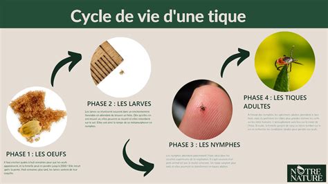 La Vie D Une Tique Notre Nature