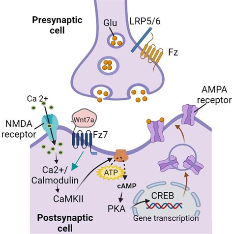 Examples Of Molecular Axes Involved In Synaptic Plasticity Presynaptic