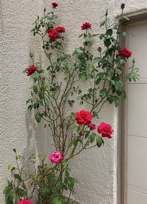 Roses Red Flower Free Photo On Pixabay Pixabay
