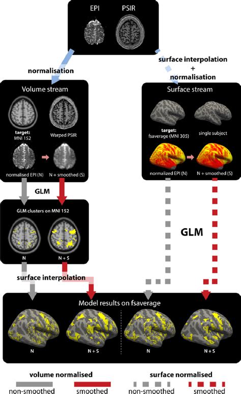 schematic showing the main processing pipelines of fmri data using download scientific diagram