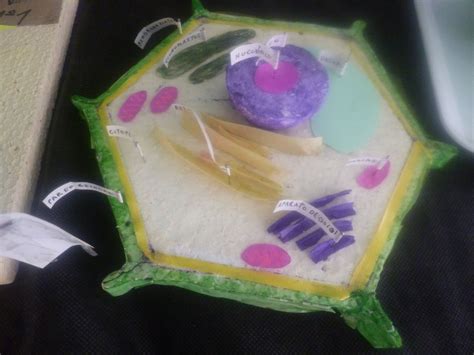 Escuela Secundaria Especializada en Arte N1 Maquetas de células
