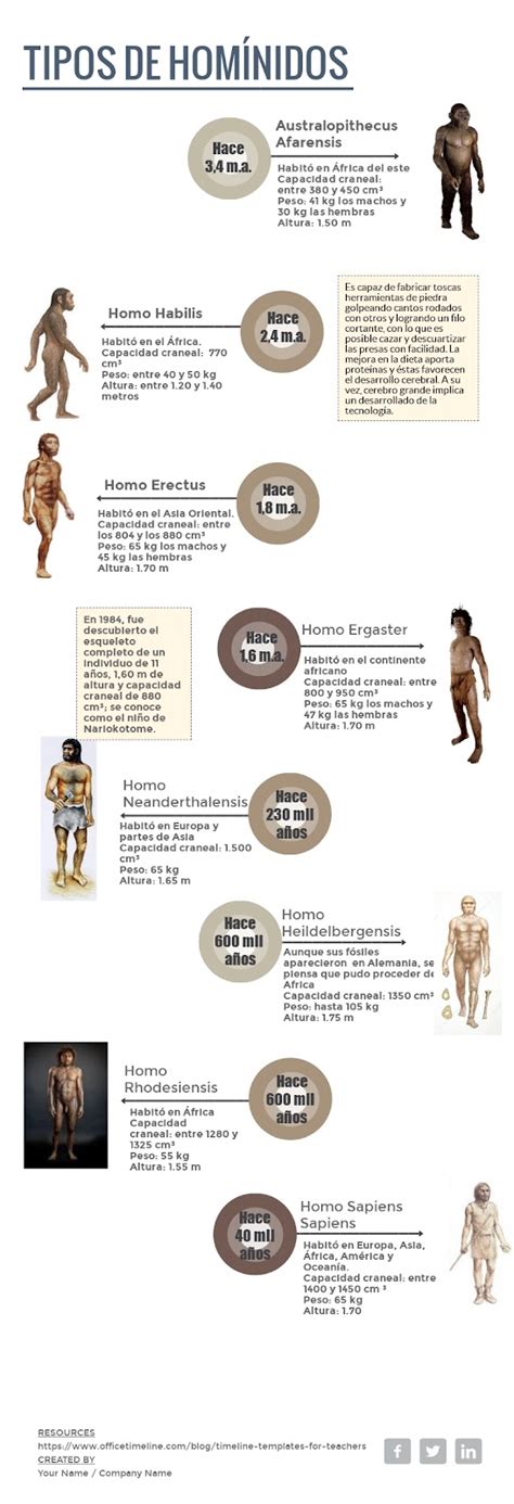 El Origen de la Vida Tipos de homínidos LÍNEA DEL TIEMPO