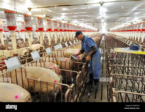 Cr A De Cerdo Por Inseminaci N Artificial Fotograf A De Stock Alamy