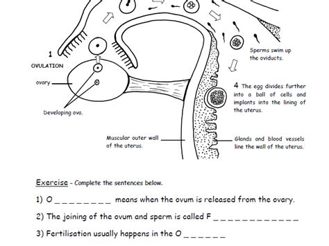 Human Reproductive System Worksheets