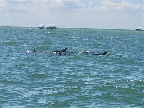 Holiday Adventure Tours And Boat Rental Fort Myers Beach Aktuelle