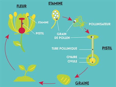 Schéma illustrant la pollinisation Laetitia Brevet Philibert