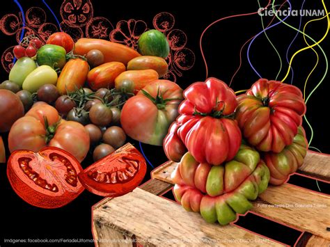 Substantivo Coletivo De Tomate BRAINCP