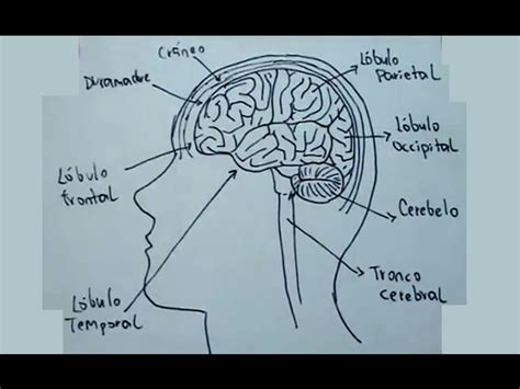 Detalles 79 Partes Del Cerebro Humano Dibujo Muy Caliente Camera Edu Vn