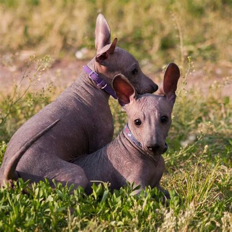 Xoloitzcuintle Caractère attitude Races de chiens images dogbible