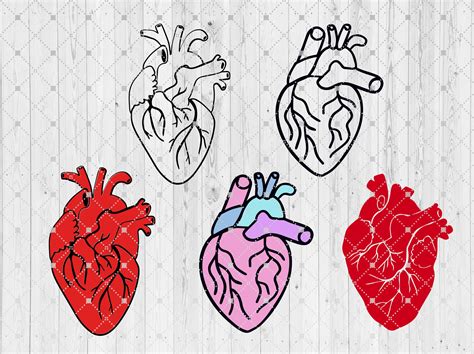 Obraz Realistic Heart Svg Bundle Cut File Anatomical Heart Svg The