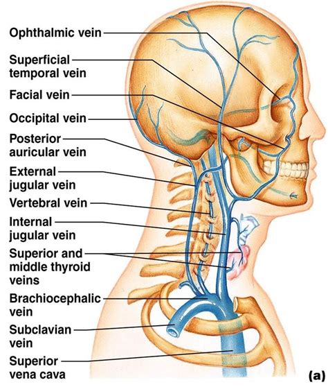Veins Of The Head Medical Anatomy Arteries And Veins Arteries Anatomy
