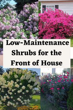 15 Low Maintenance Shrubs For The Front Of Your House In 2024 Front