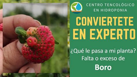 Boro Falta O Exceso Cultivo Fresa En Hidroponia Y Suelo YouTube