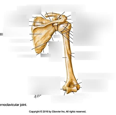 Posterior Osteology Diagram Quizlet