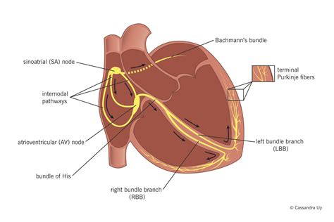 order of cardiac conduction system
