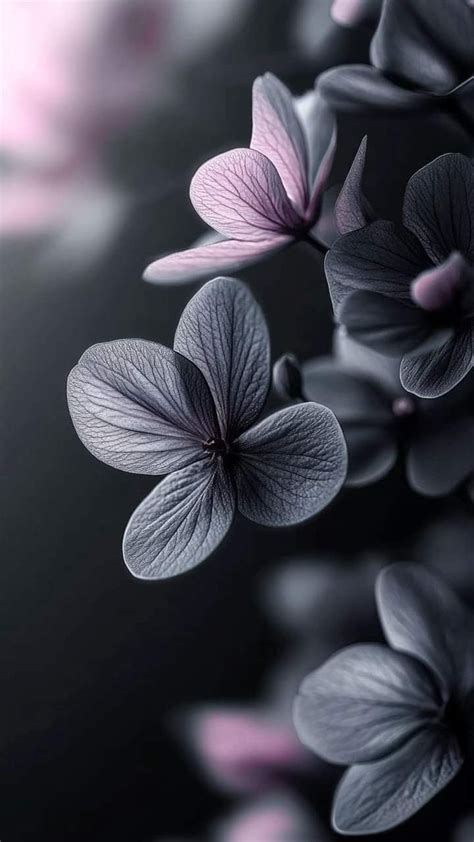 Pin By Li Ly On Flowers Wallpapers In 2024 Phone Wallpaper Iphone