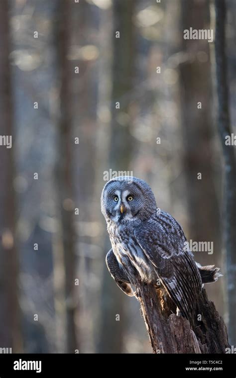 Bartkauz Strix Nebulosa Great Grey Owl Stock Photo Alamy