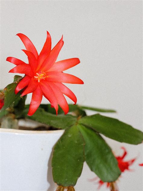 Cactus de Navidad cuidados y características Architectural Digest