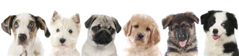 Les 10 races de chiens préférées des Français Pleine vie