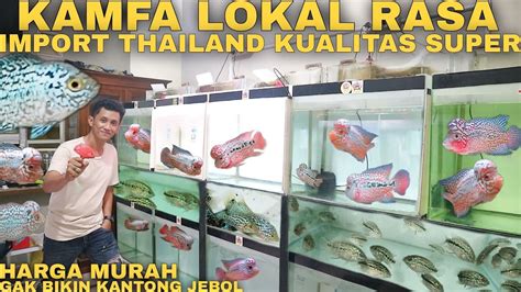 Review Ikan Louhan Kamfa Lokal Rasa Louhan Kamfa Import Thailand