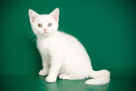 Razas De Gatos Blancos Descubre Cu Les Son Y Sus Caracter Sticas