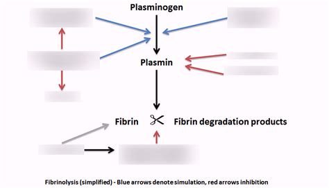 Primary Secondary Hemostasis And Fibrinolysis Diagram Quizlet