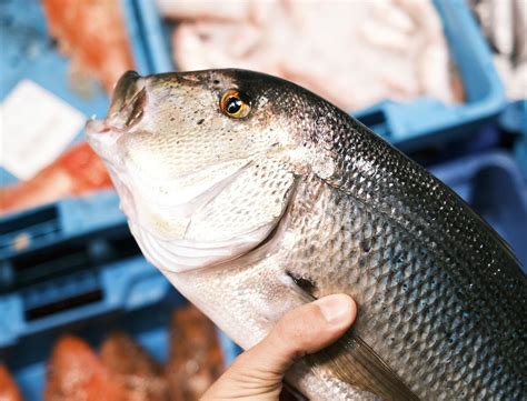 Cómo saber si el Pescado es Fresco Esencia del Mar